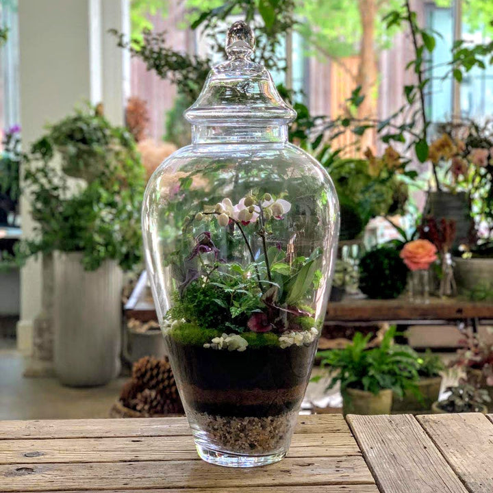 Tropical Terrariums – Le Jardin Francais
